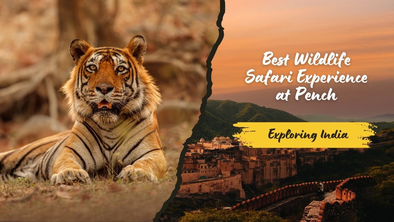 6 Insider Tips to Have the Best Wildlife Safari Experience at Pench ...